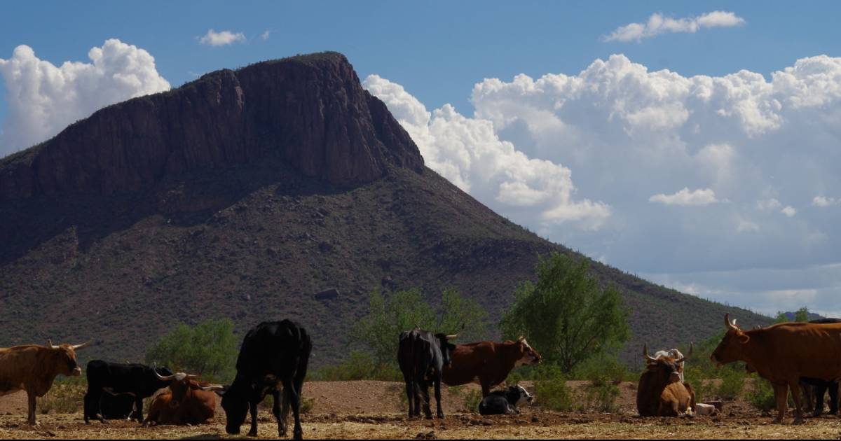 White Stallion Ranch, Arizona, USA - Guest Ranch vacation | Wellness ...